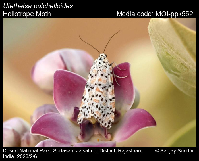Utetheisa pulchelloides | Moths